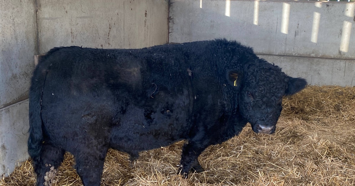 7 Australian Lowline Cross Breeding Cows, Bulls, Young Bulls ...