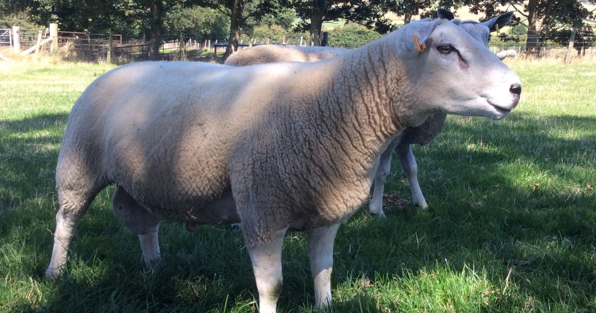 2 New Zealand Texel, Texel Cross Breeding Rams | SellMyLivestock - The ...