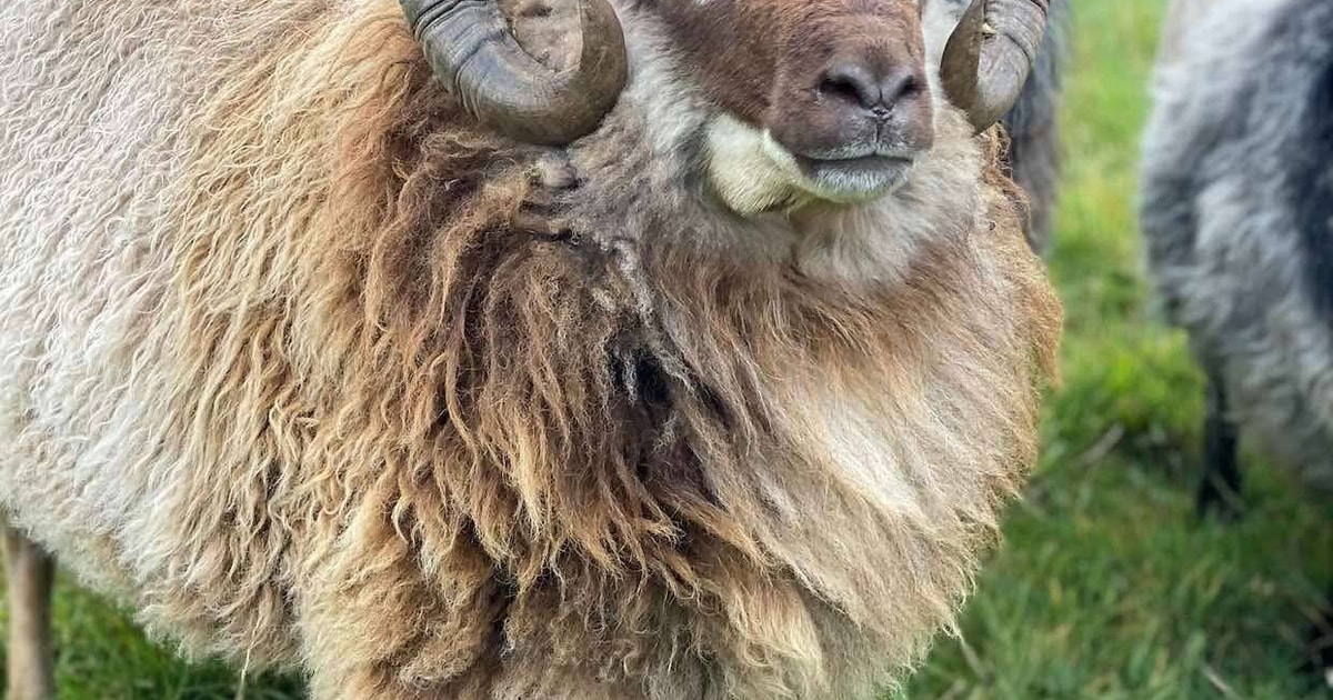 1 Icelandic Breeding Ram | SellMyLivestock - The Online Livestock ...