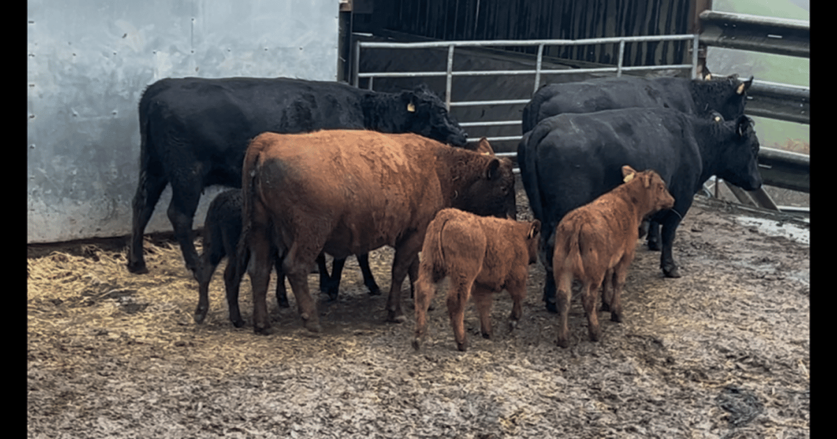 4 Pedigree Stabiliser Breeding Cows with Calves at Foot ...