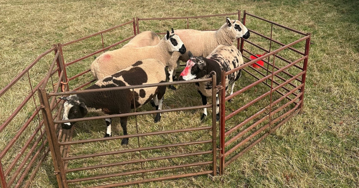 3 Kerry Hill Breeding Rams | SellMyLivestock - The Online Livestock ...