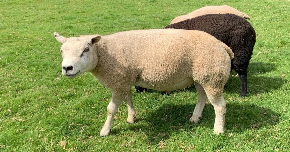 1 Texel, Beltex Cross Breeding Ram, Shearling | SellMyLivestock - The ...