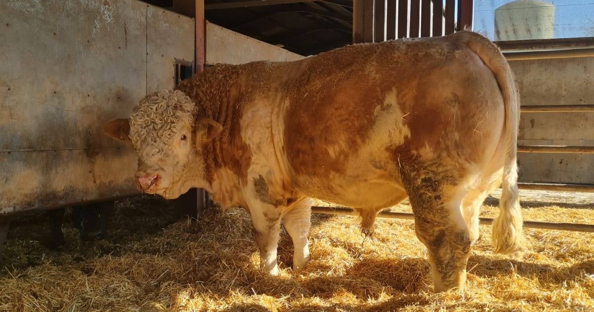 1 Pedigree Simmental Breeding Bull | SellMyLivestock - The Online ...