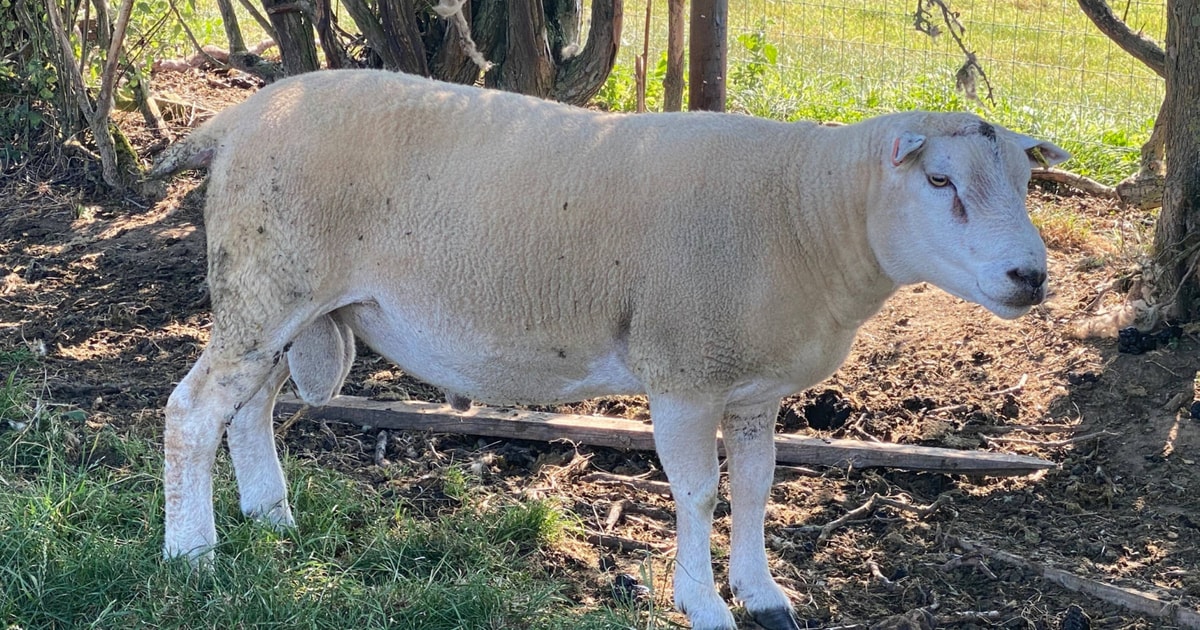 1 Texel Cross Breeding Ram | SellMyLivestock - The Online Livestock ...