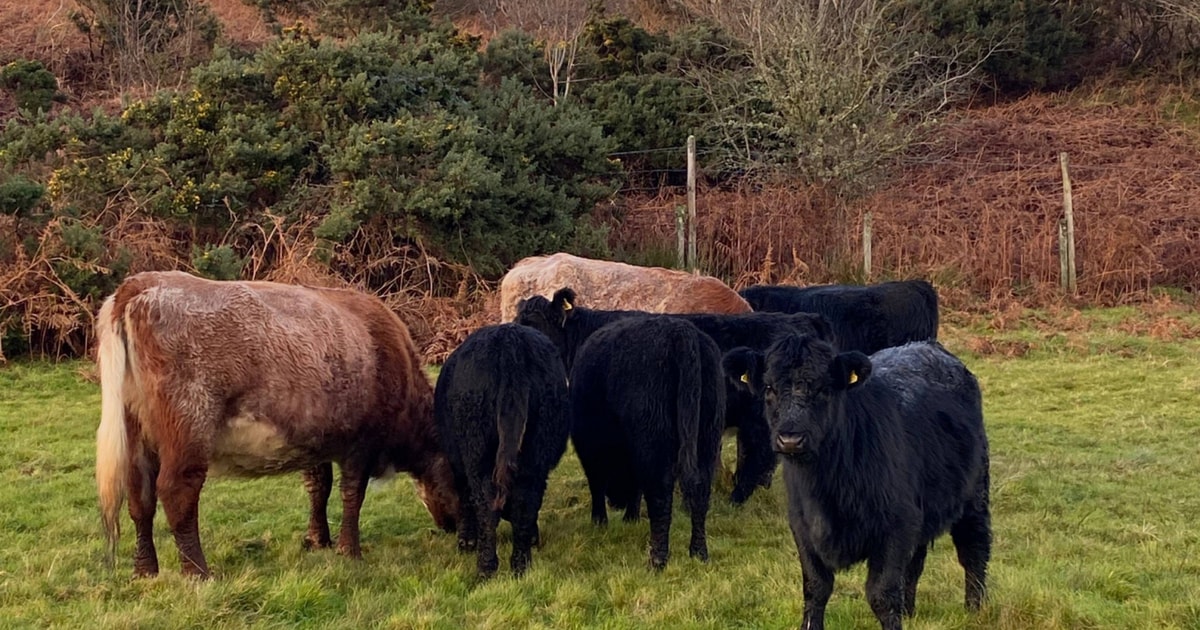 6 Organic Aberdeen Angus Cross Store Heifers, Steers | SellMyLivestock ...