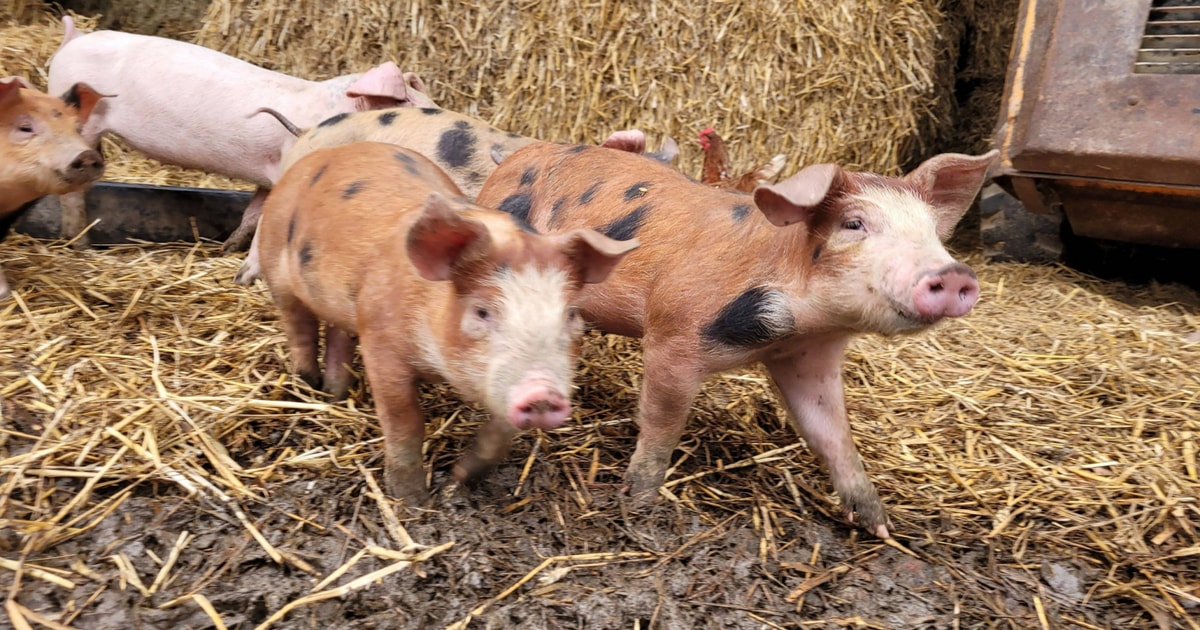 20 Organic Duroc Cross Growing, Breeding Weaners, Sows, Gilts, Boars ...