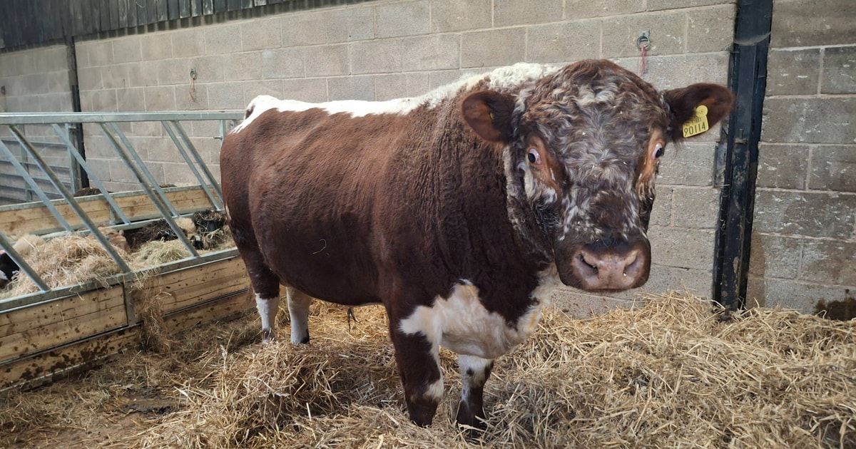 1 Irish Moiled Breeding Bull | SellMyLivestock - The Online Livestock ...