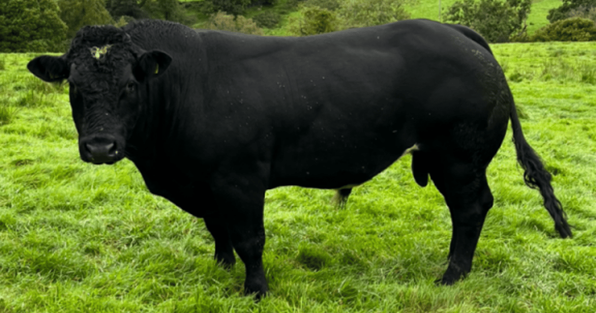 1 Limousin Cross Breeding Bull | SellMyLivestock - The Online Livestock ...