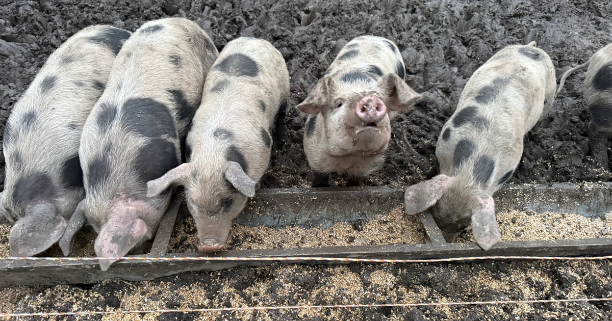8 Gloucestershire Old Spot Growing Gilts, Boars | SellMyLivestock - The ...