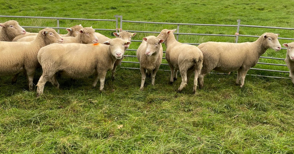 10 Dorset Horn & Poll Dorset Breeding Ewes | SellMyLivestock - The ...