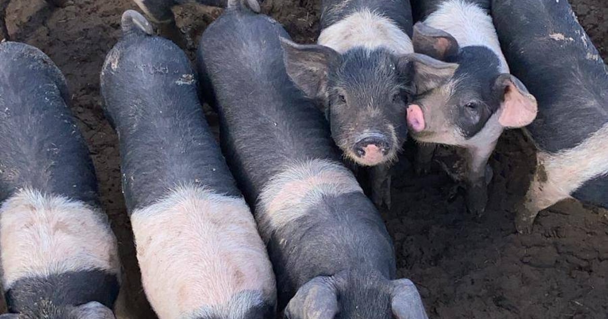 9 Saddleback Growing Gilts | SellMyLivestock - The Online Livestock ...