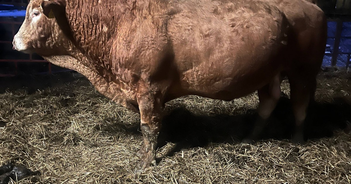 1 Limousin Cross Breeding Bull | SellMyLivestock - The Online Livestock ...