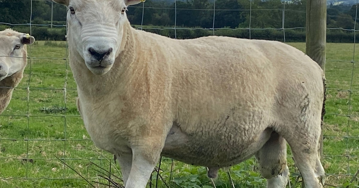 1 North Country Cheviot Breeding Ram | SellMyLivestock - The Online ...