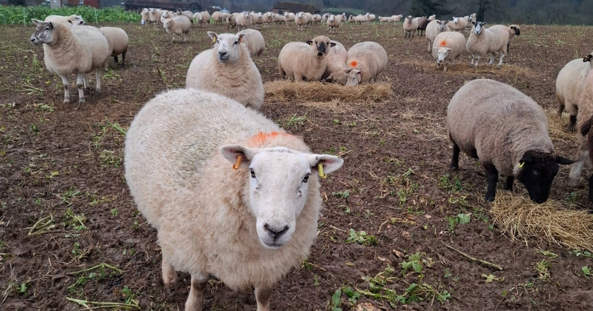 30 Texel Cross In-Lamb Breeding Ewes | SellMyLivestock - The Online ...