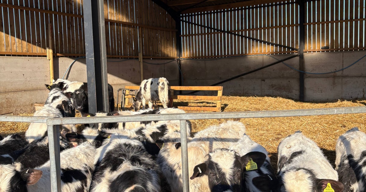 40 British Blue Cross Calves | SellMyLivestock - The Online Livestock ...