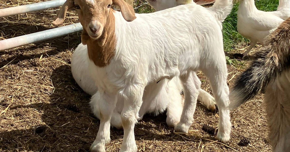 3 Alpine, Saanen, Boer Cross Wethers, Kids, Does, Bucks ...