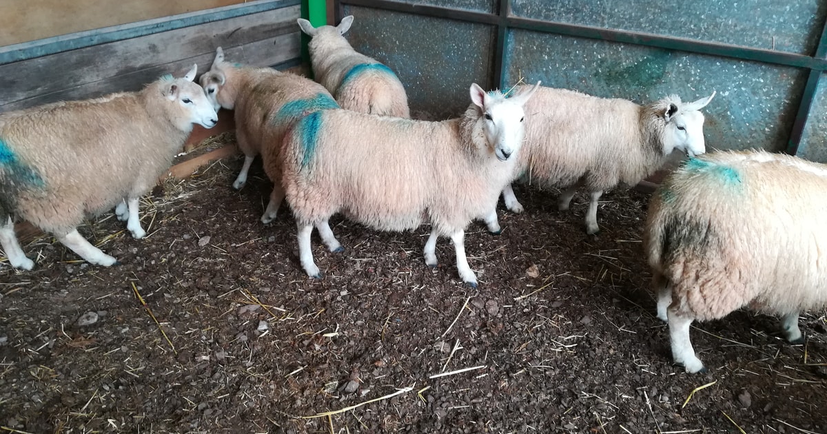 8 Shetland, Cheviot Cross Store Wethers | SellMyLivestock - The Online ...