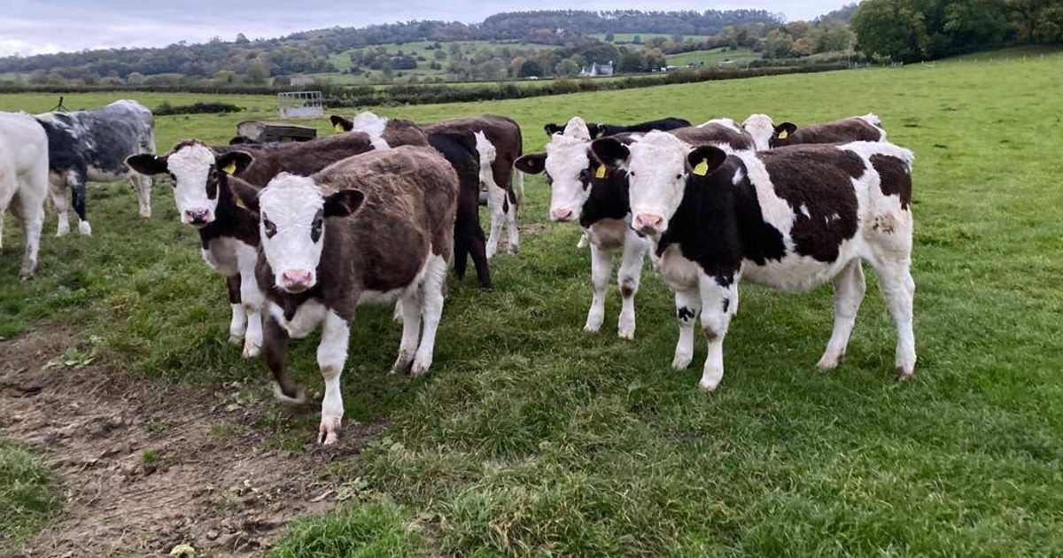 8 Simmental, Hereford, Bazadaise Cross Store Heifers, Steers ...