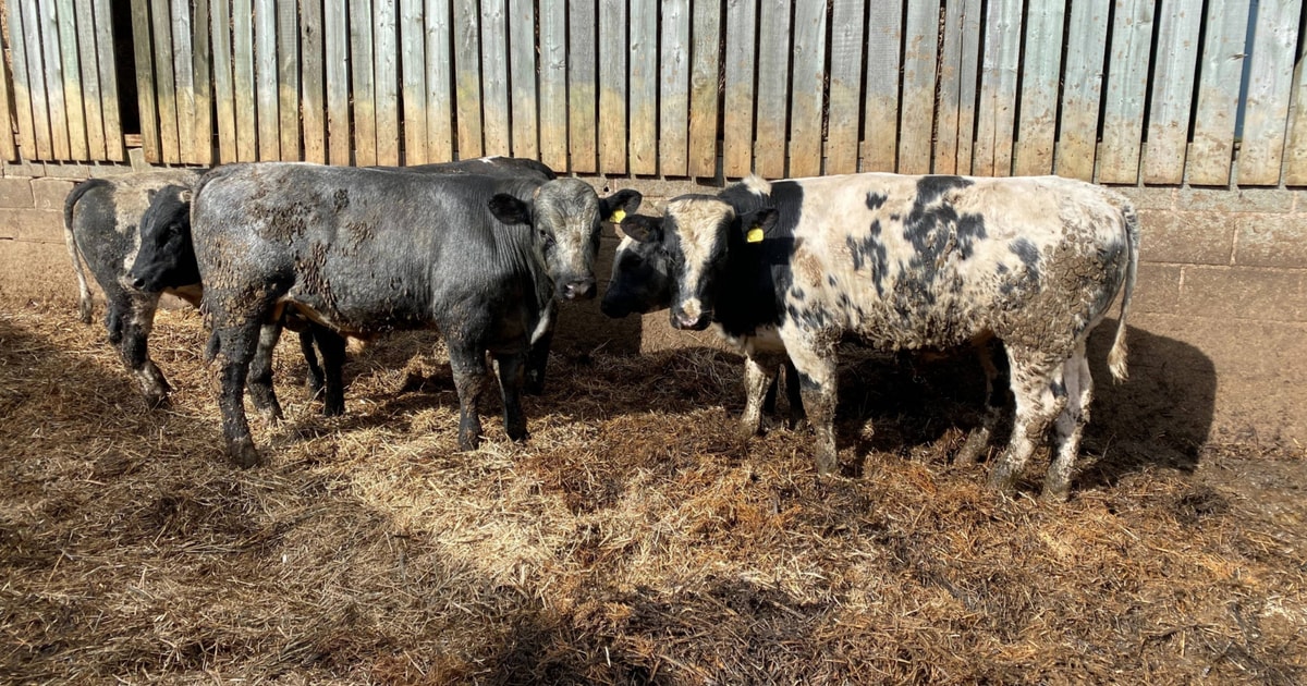 4 British Blue Cross Store Bulls | SellMyLivestock - The Online ...