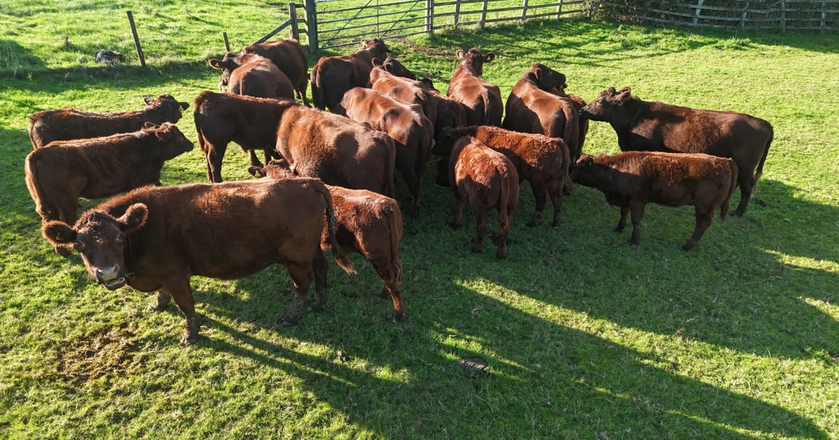 10 Lincoln Red Breeding Calves, Cows | SellMyLivestock - The Online ...