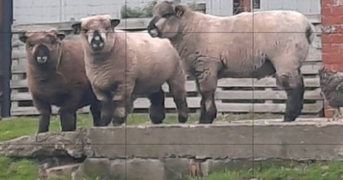 1 Pedigree Coloured Ryeland Breeding Ram | SellMyLivestock - The Online ...