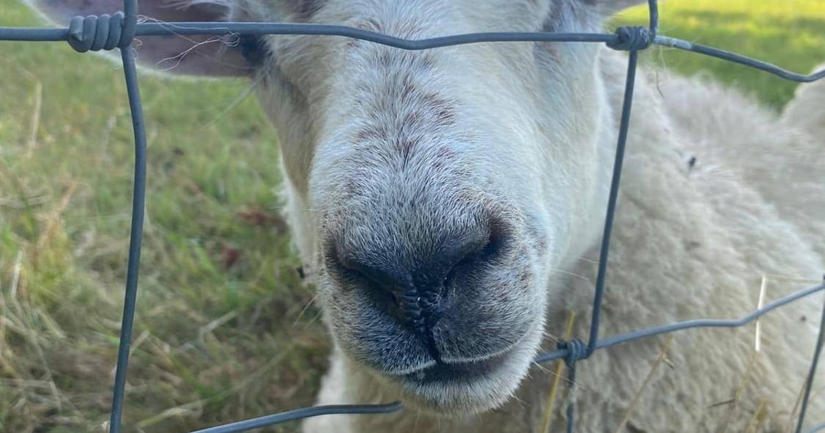 2 Shetland, North of England Mule Cross Store Wethers | SellMyLivestock ...