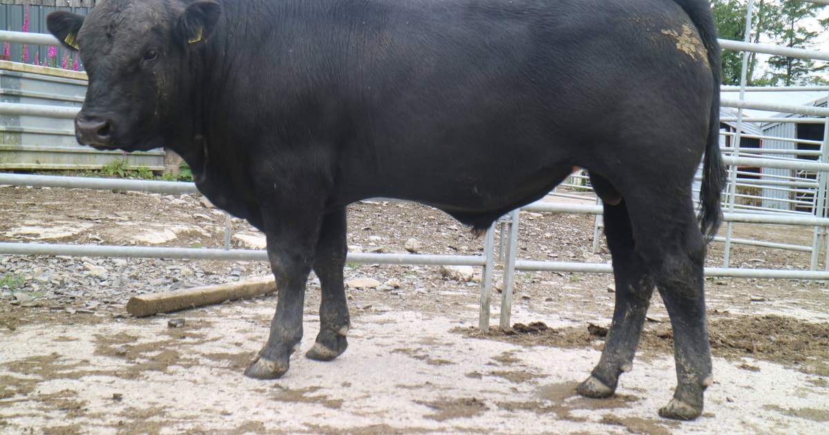 1 Pedigree Stabiliser Breeding Bull | SellMyLivestock - The Online ...