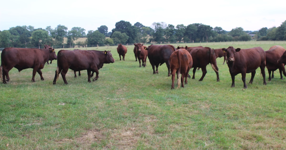 6 Pedigree Sussex Breeding Cows | SellMyLivestock - The Online ...