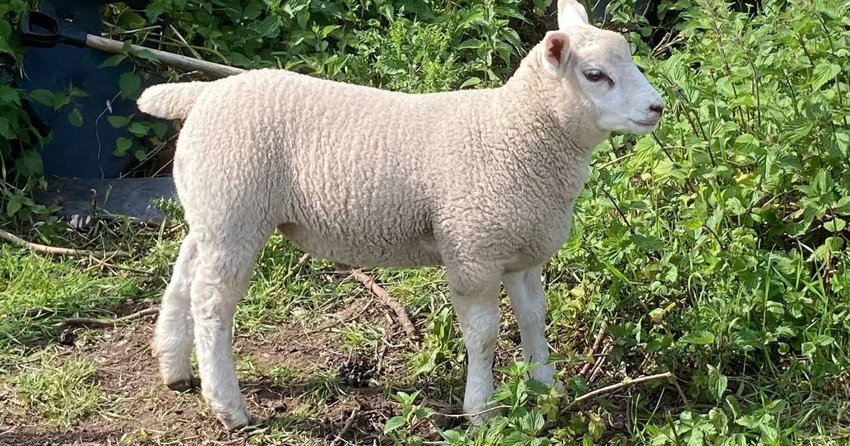 1 Blue Texel, Berrichon Cross Breeding Ram | SellMyLivestock - The ...
