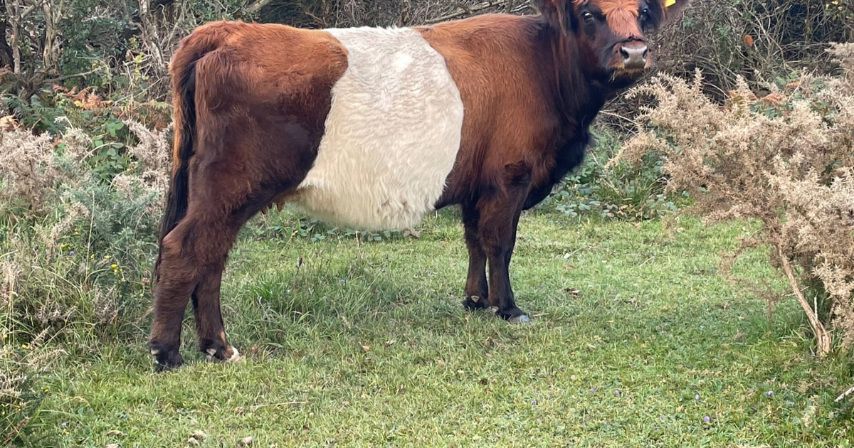 2 Belted Galloway Cross In-Calf Breeding Cows with Calves at Foot ...