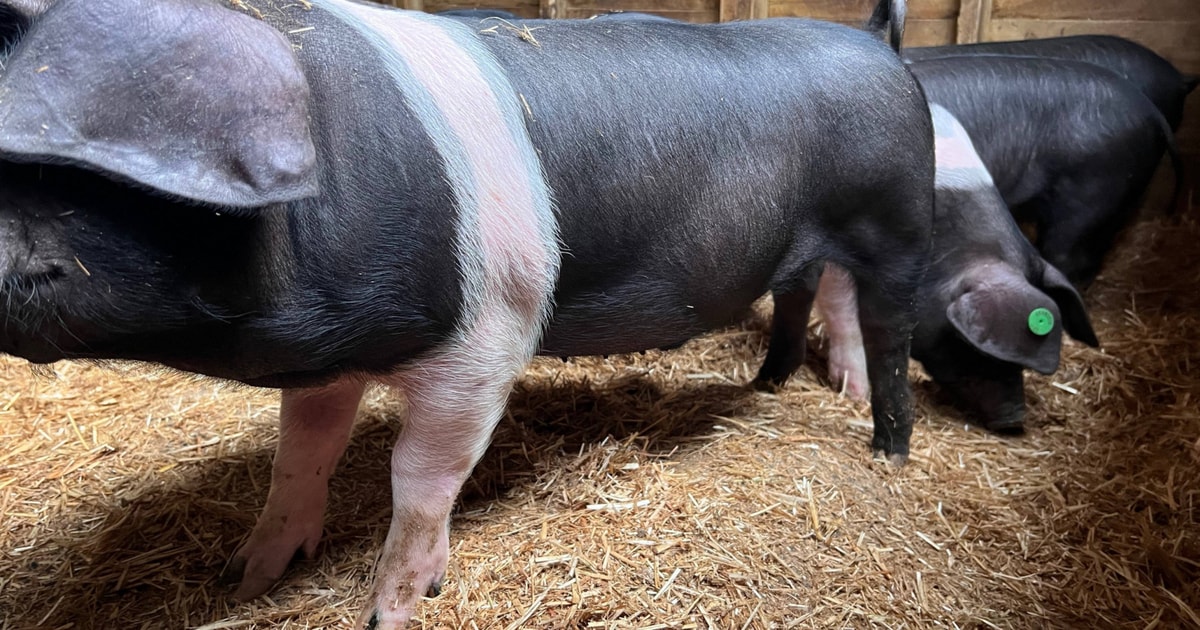 15 Pedigree Saddleback Breeding, Growing Gilts, Weaners ...