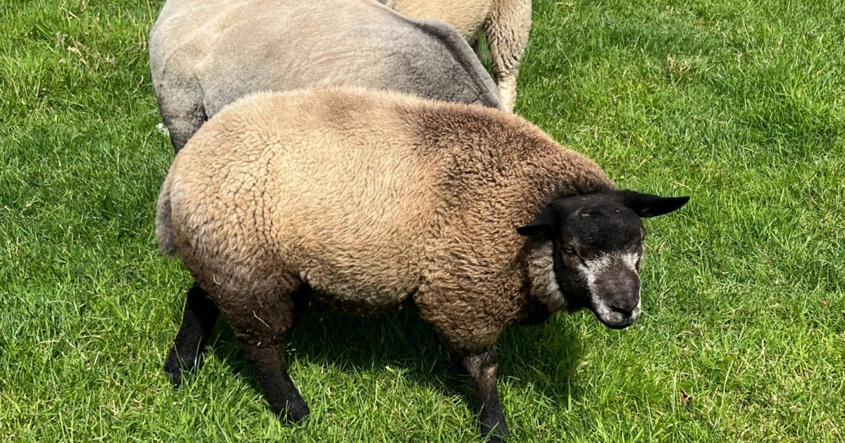 1 Pedigree Blue Texel Breeding Ram, Lamb | SellMyLivestock - The Online ...