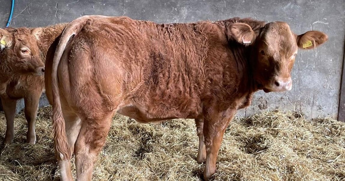 1 Pedigree Limousin Breeding Heifer | SellMyLivestock - The Online ...