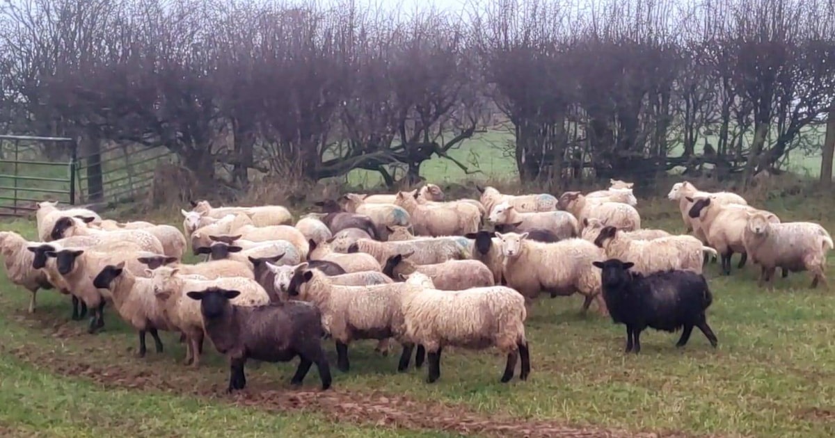 48 Organic Suffolk, Texel Cross Store Lambs | SellMyLivestock - The ...