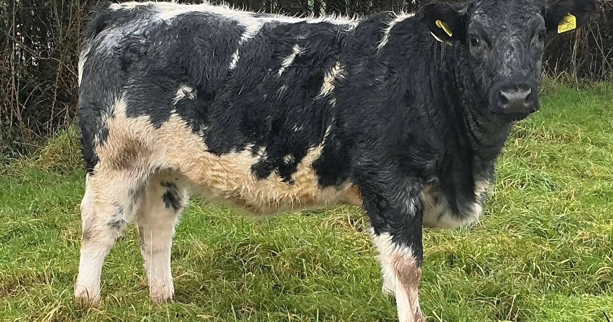 6 British Blue Cross Breeding, Store Heifers | SellMyLivestock - The ...