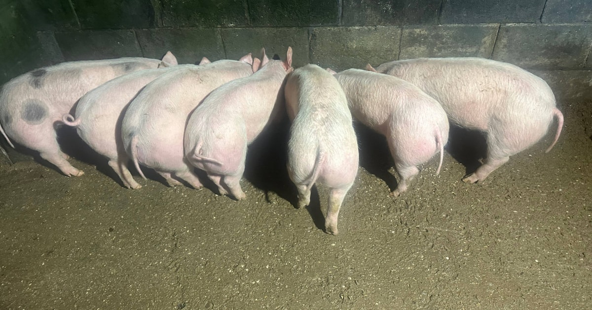 6 Pietrain Cross Growing Gilts, Boars | SellMyLivestock - The Online ...