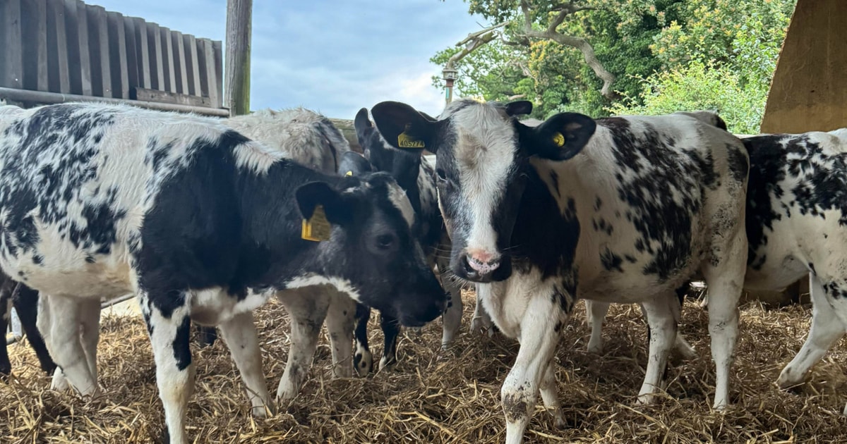28 Simmental, Hereford, British Blue Cross Store Heifers ...