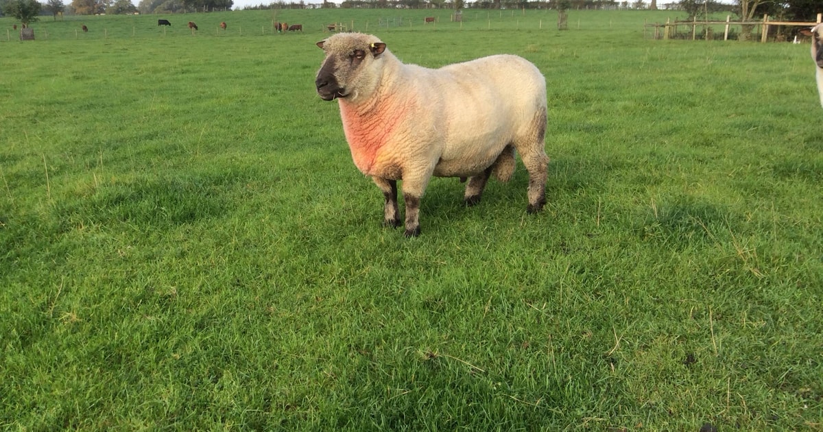 1 Pedigree Shropshire Breeding Ram | SellMyLivestock - The Online ...