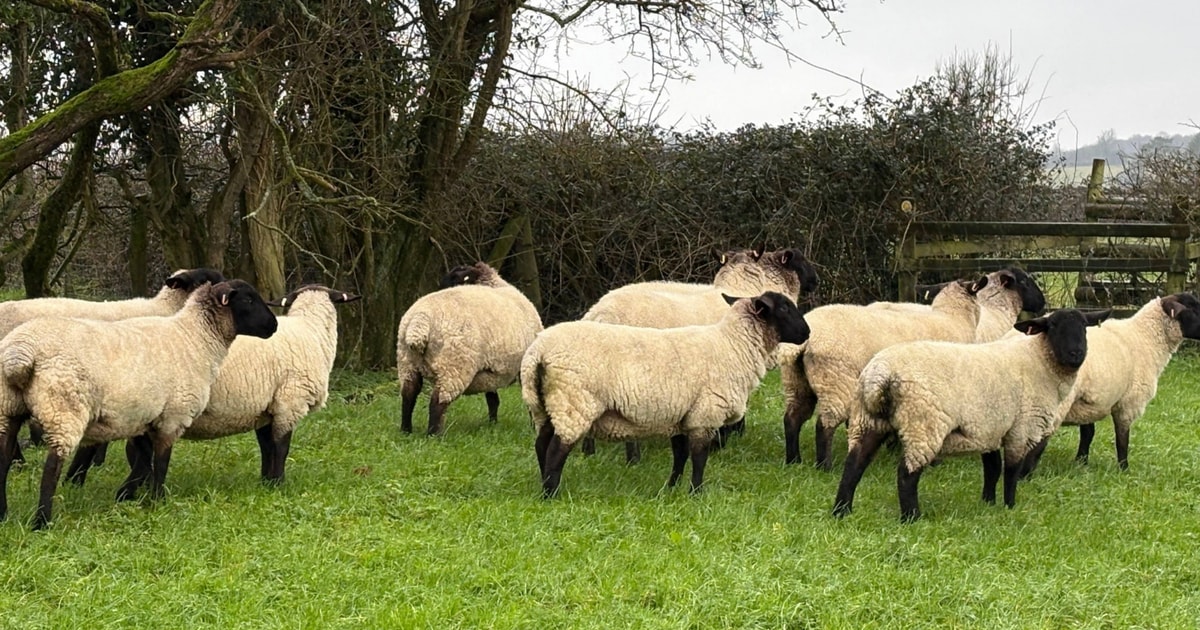 20 Suffolk Cross In-Lamb Breeding Gimmers | SellMyLivestock - The ...