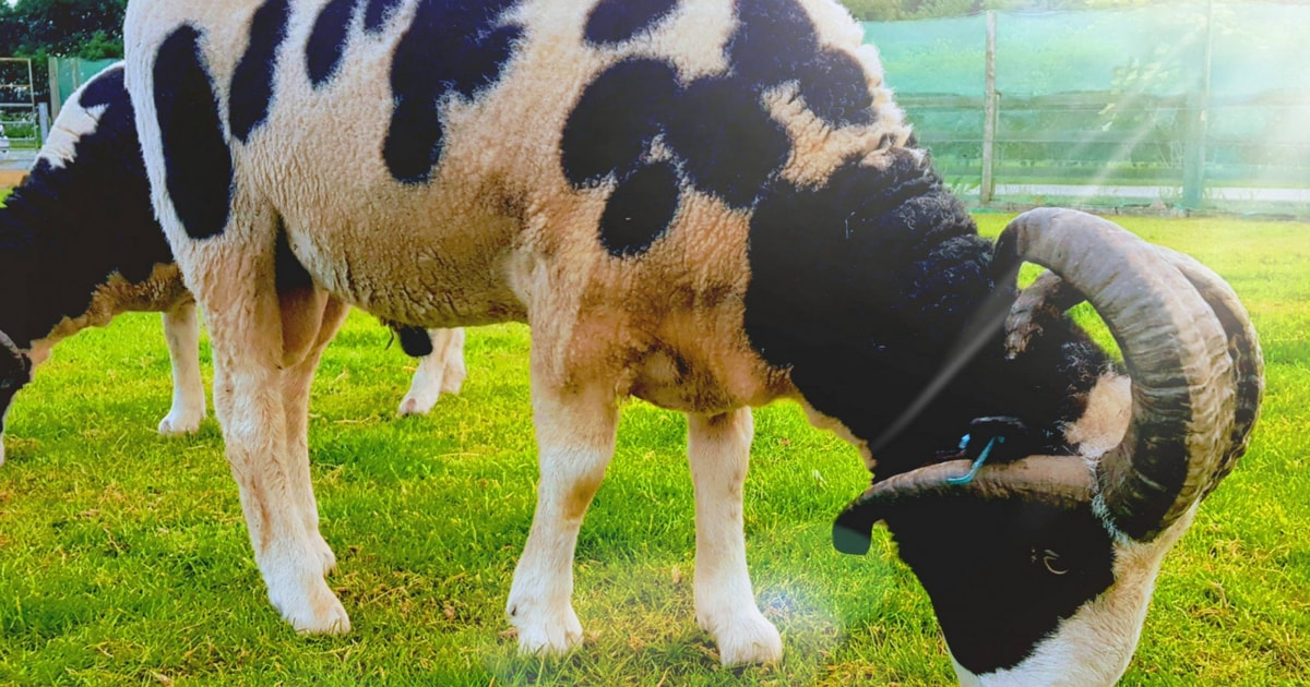 1 Pedigree Jacob Breeding Ram, Shearling | SellMyLivestock - The Online ...