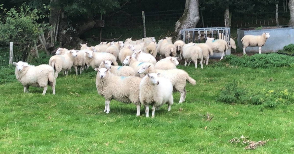 40 Lleyn, North Country Cheviot, Welsh Mountain-Hill Flock Cross ...