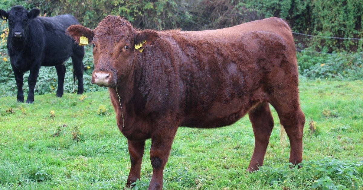 35 Pedigree Stabiliser In-Calf Breeding Cows, Heifers | SellMyLivestock ...