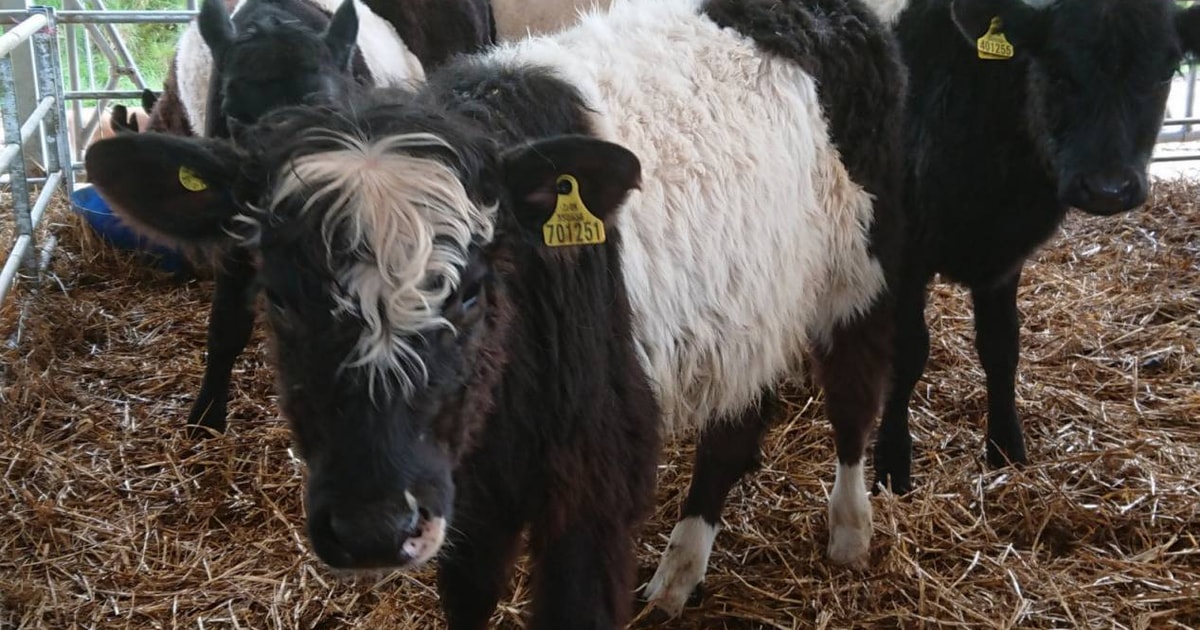 30 Organic Belted Galloway Cross Breeding Calves | SellMyLivestock ...