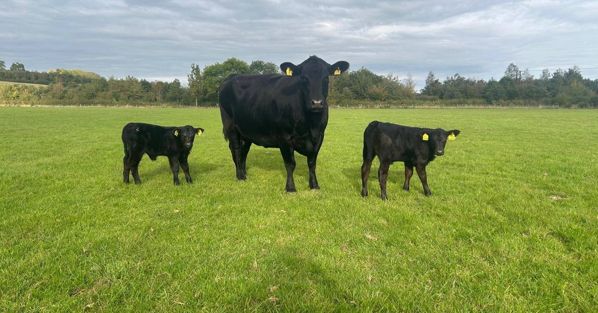 10 Organic Pedigree Aberdeen Angus Breeding Cows, Calves with Calves at ...