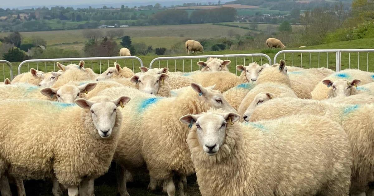 100 New Zealand Texel Cross Breeding Hoggs | SellMyLivestock - The ...
