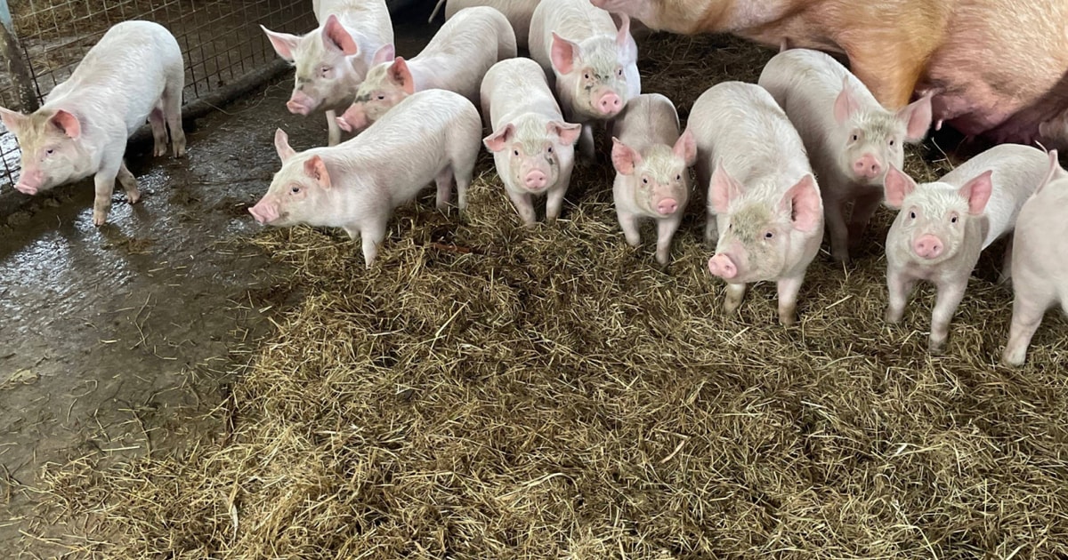 8 Large White, Pietrain Growing, Breeding Boars, Gilts ...