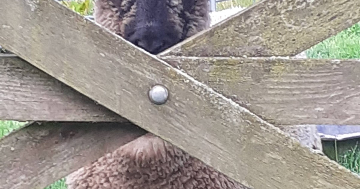 1 Pedigree Shropshire Breeding Ram | SellMyLivestock - The Online ...