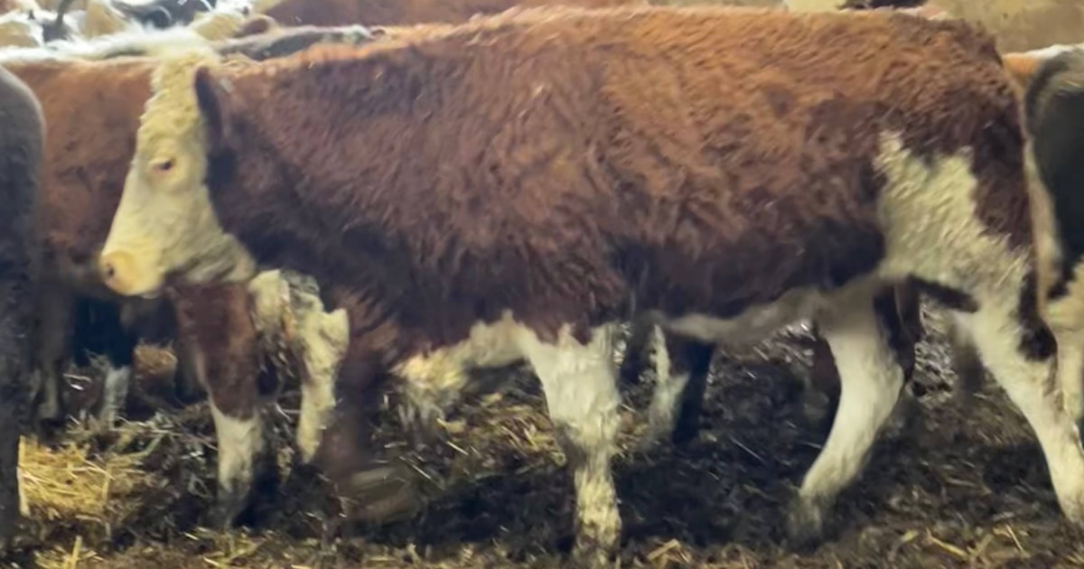 4 TB Res Simmental Cross Store Heifers | SellMyLivestock - The Online ...
