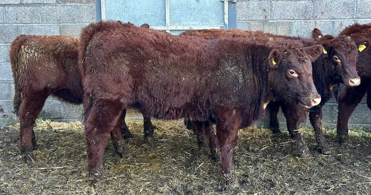 10 Pedigree Lincoln Red Breeding Heifers | SellMyLivestock - The Online ...