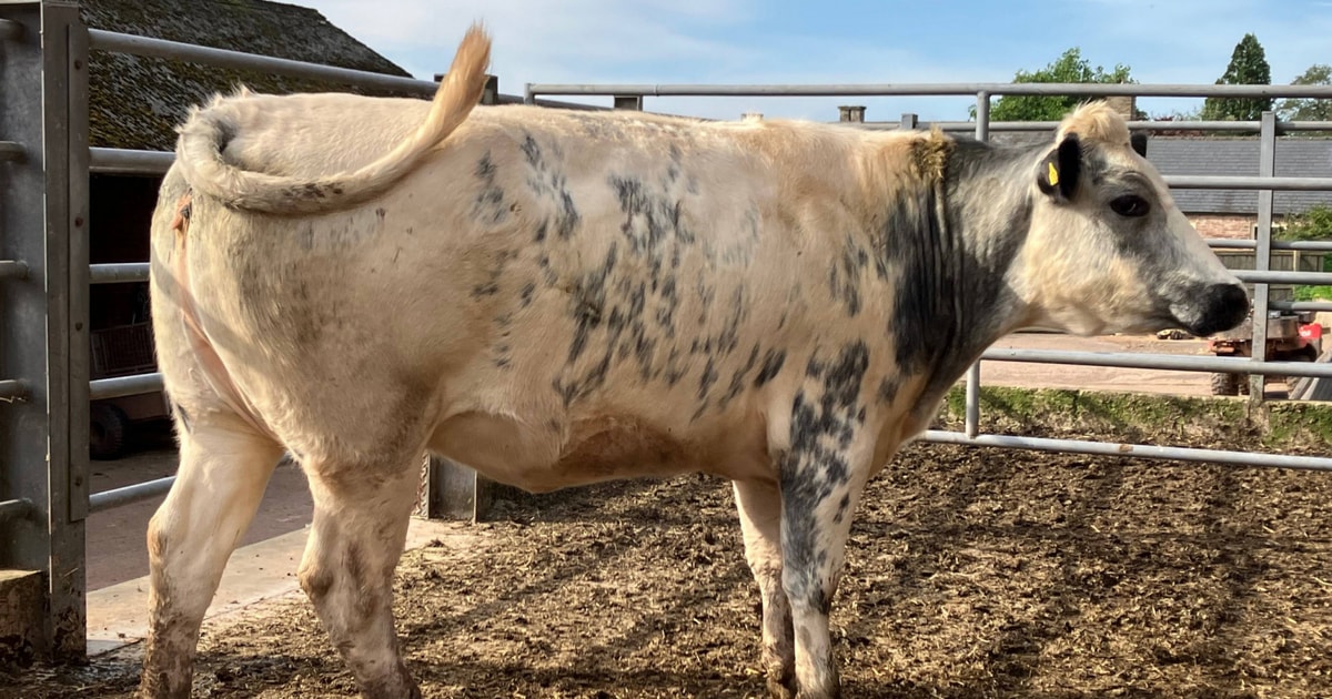 8 British Blue, British Friesian In-Calf Breeding Cows, Calves with ...